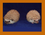 The Various Hedgehog Color Varieties We Breed | HEDGEHOGS by Vickie