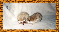 The Various Hedgehog Color Varieties We Breed | HEDGEHOGS by Vickie